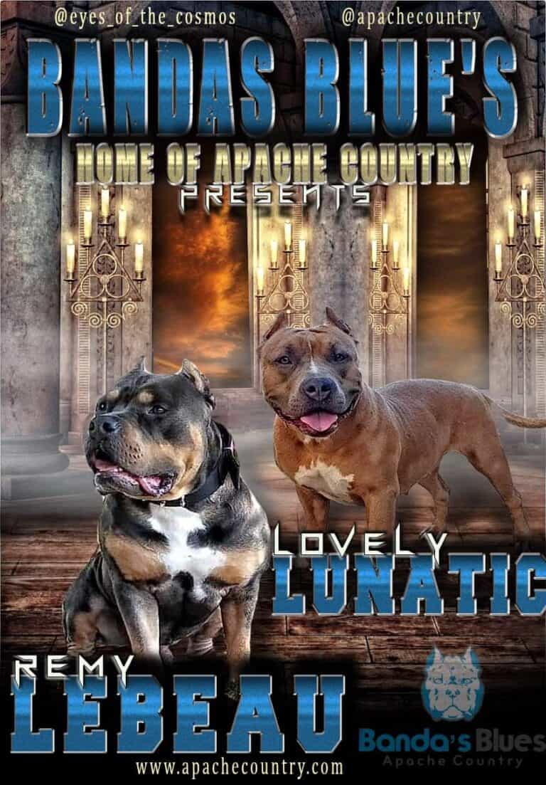 Apache Country - American Pit Bull, American Bullies - California