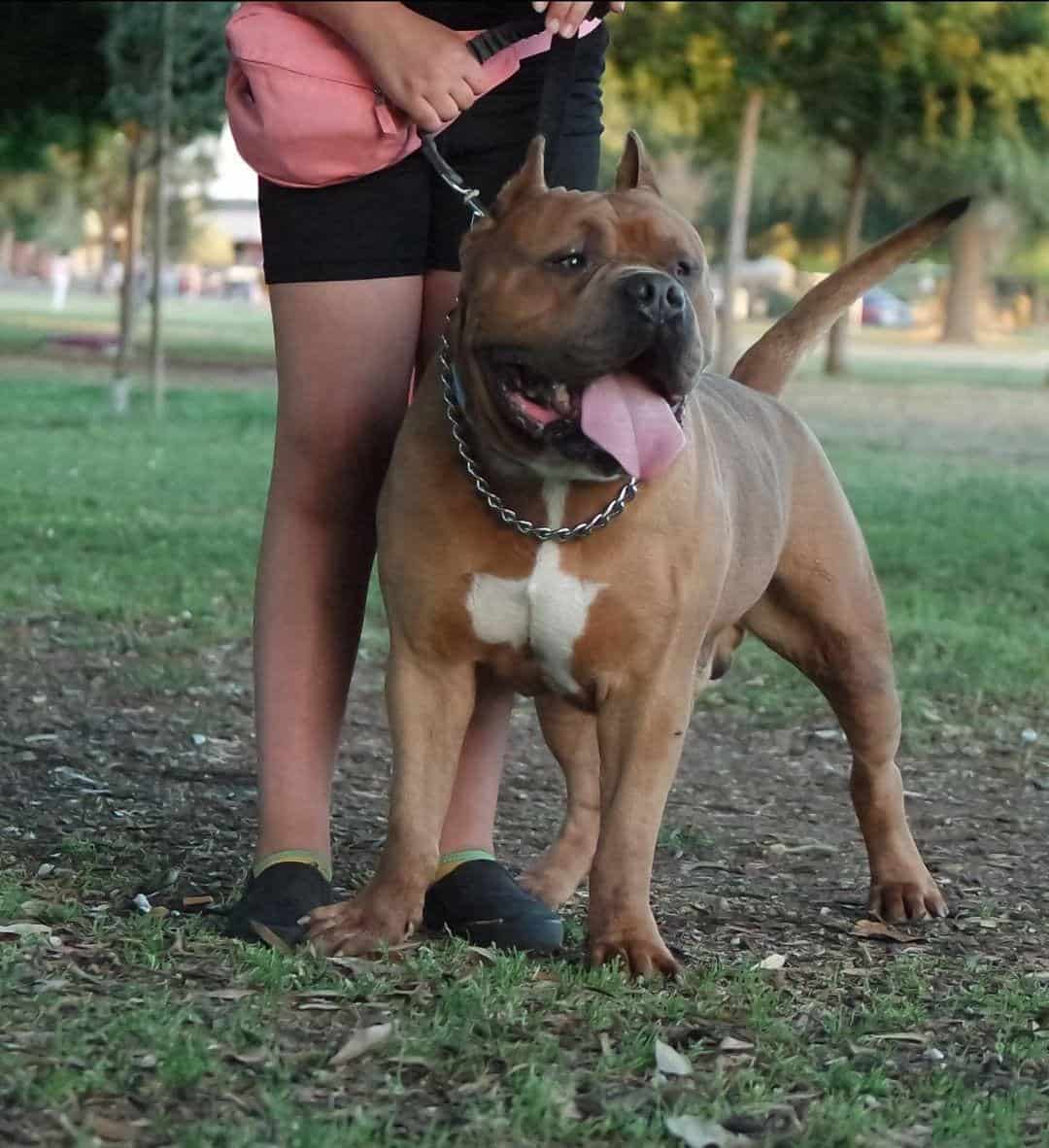Apache Country - American Pit Bull, American Bullies - California