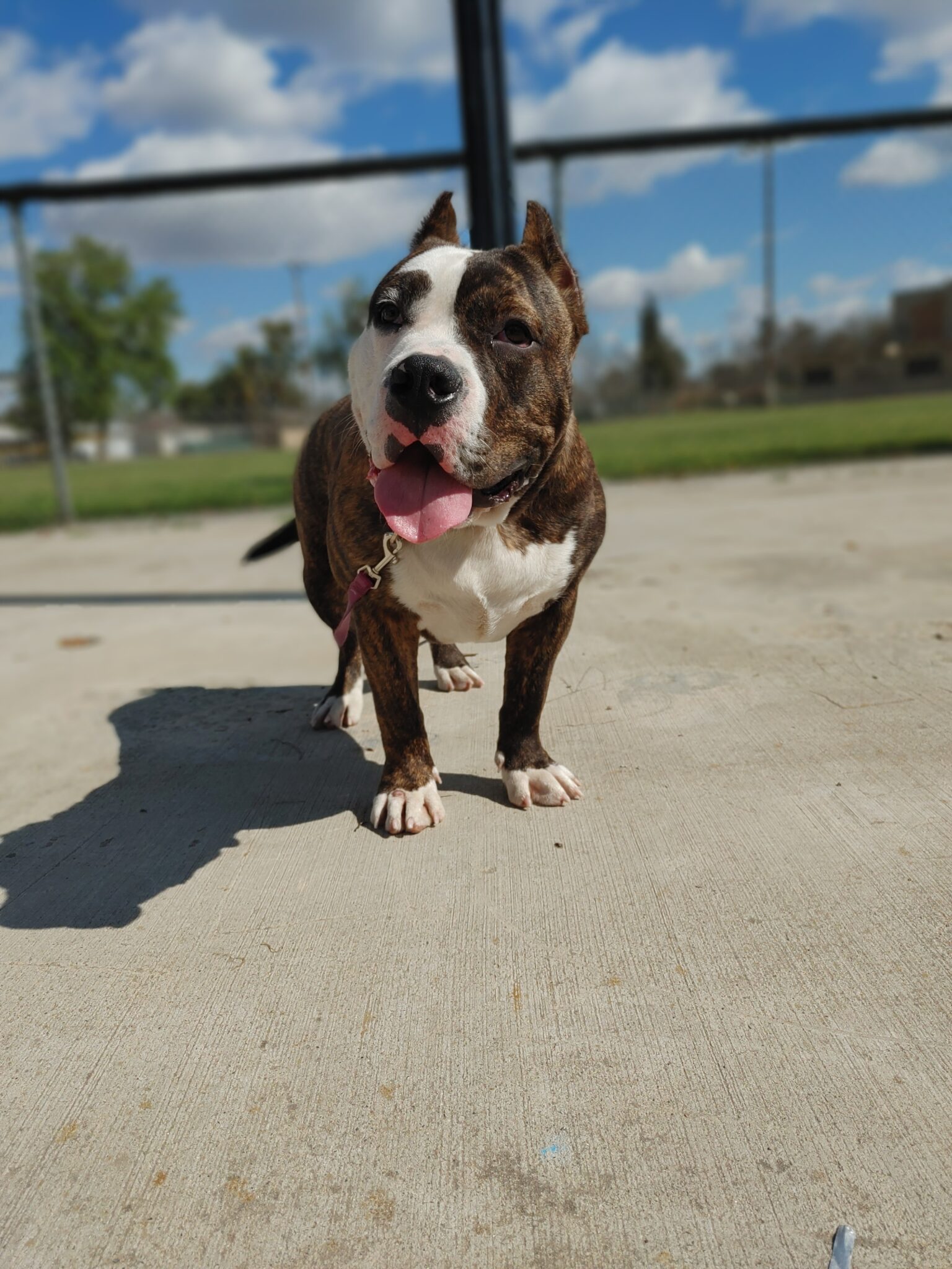 Apache Country - American Pit Bull, American Bullies - California