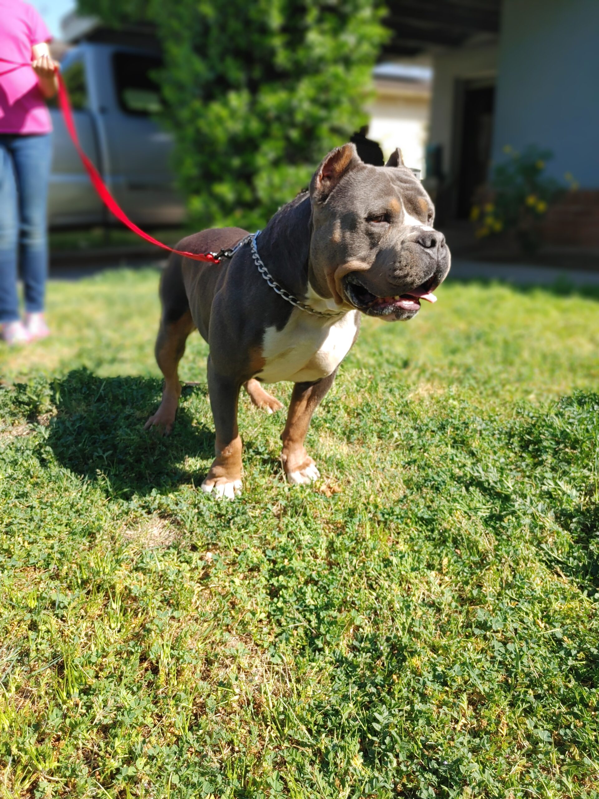Apache Country - American Pit Bull, American Bullies - California