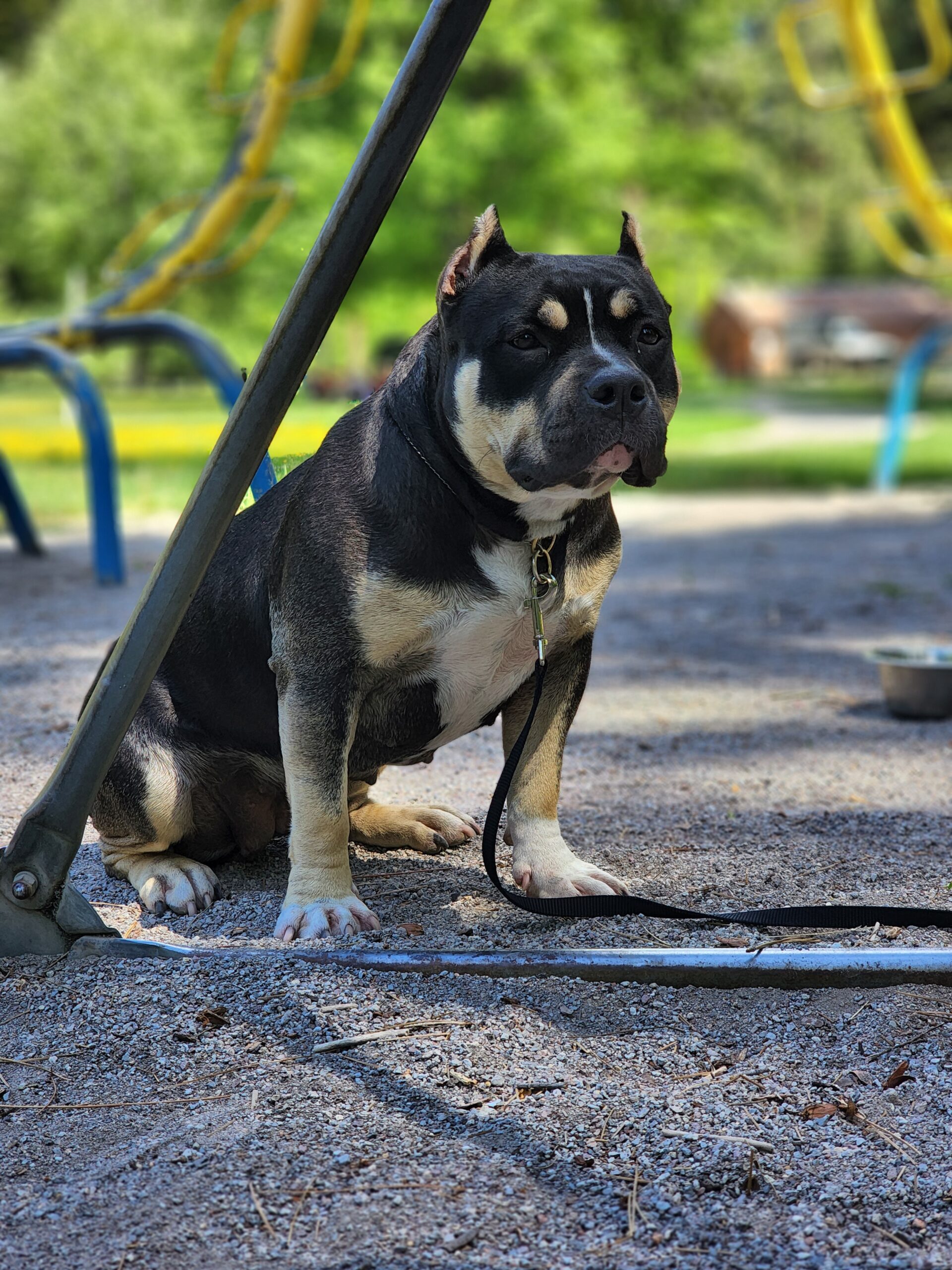 Apache Country - American Pit Bull, American Bullies - California