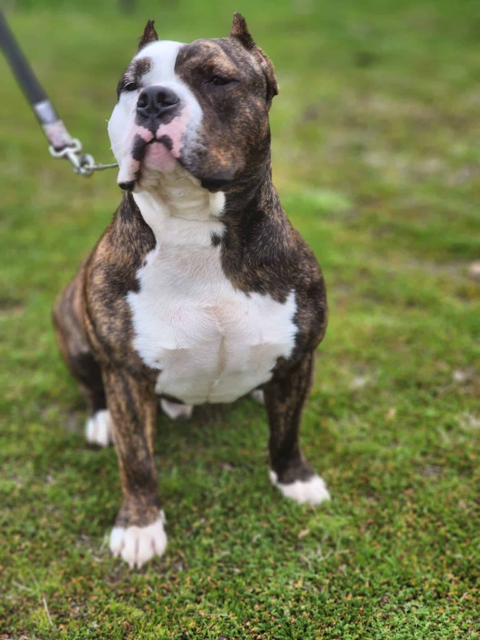 Apache Country - American Pit Bull, American Bullies - California