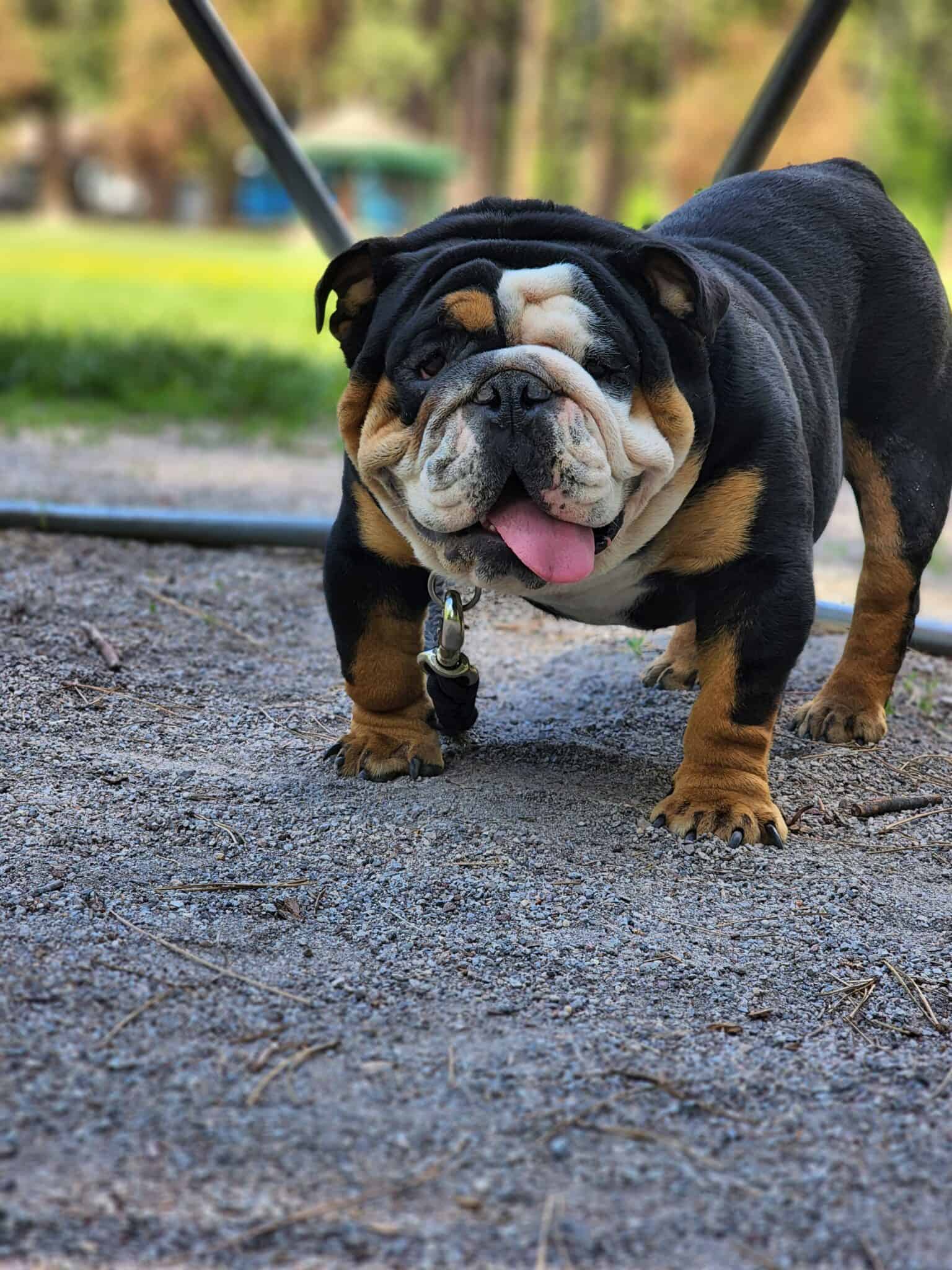 Apache Country - American Pit Bull, American Bullies - California