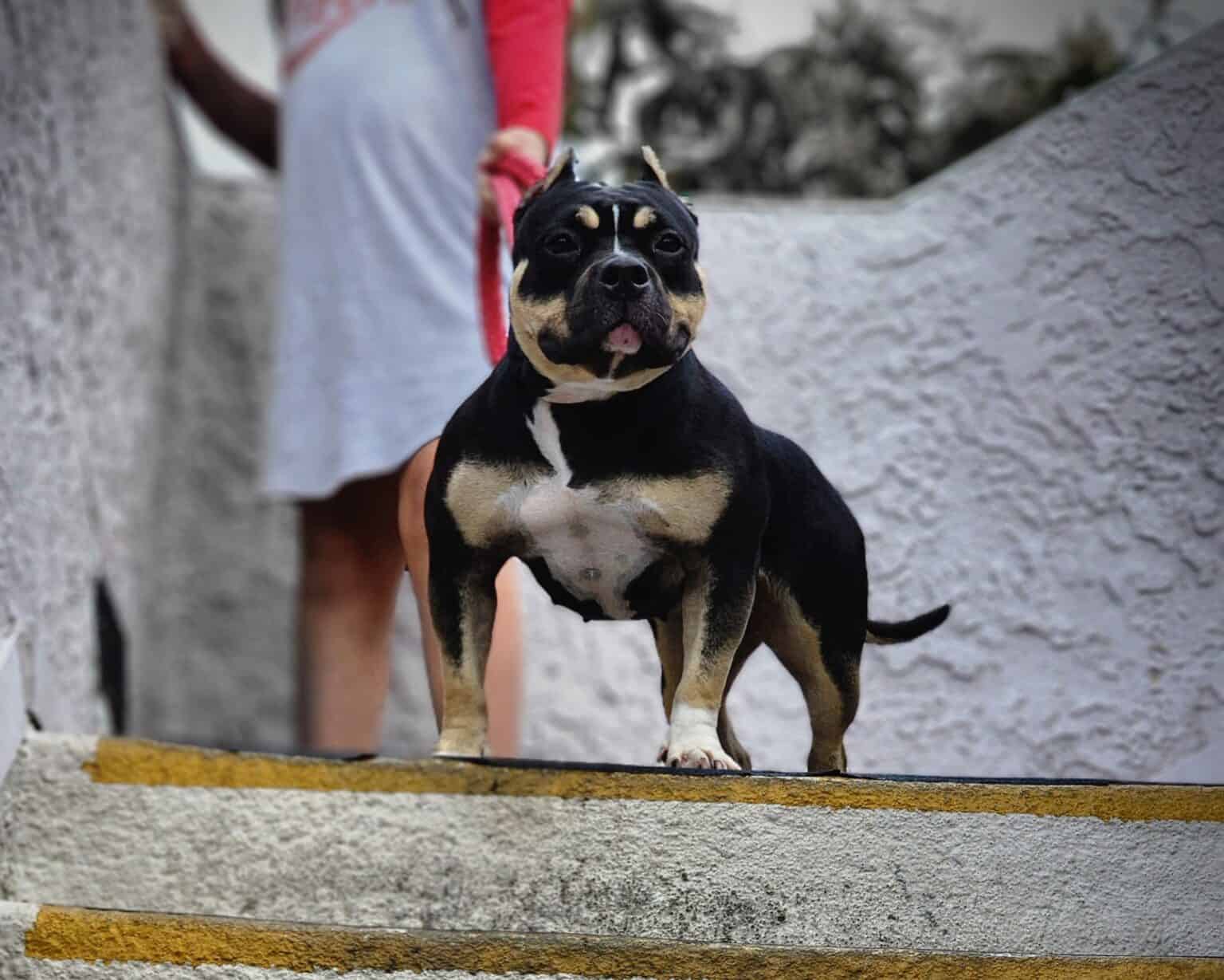 Apache Country - American Pit Bull, American Bullies - California