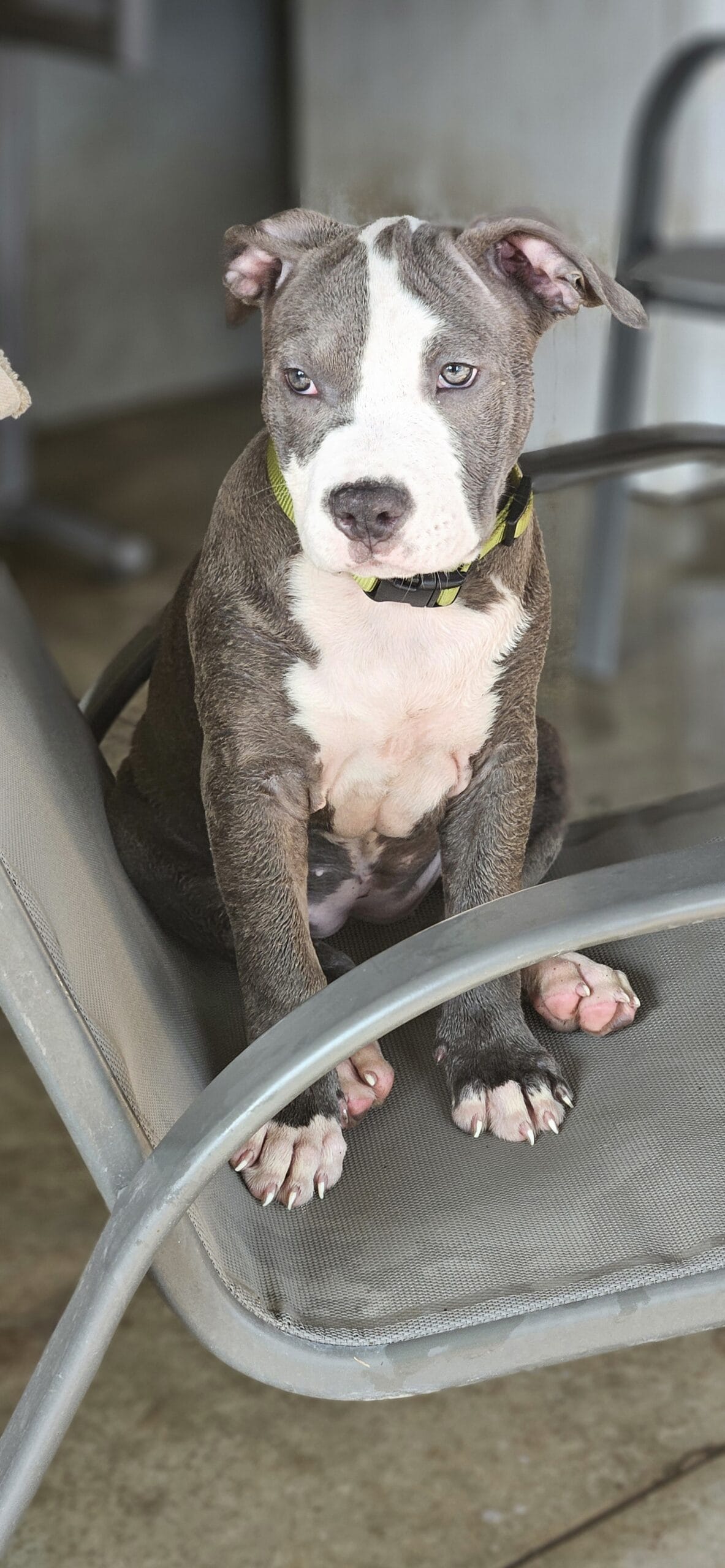 Classic Bully Female - Apache Country